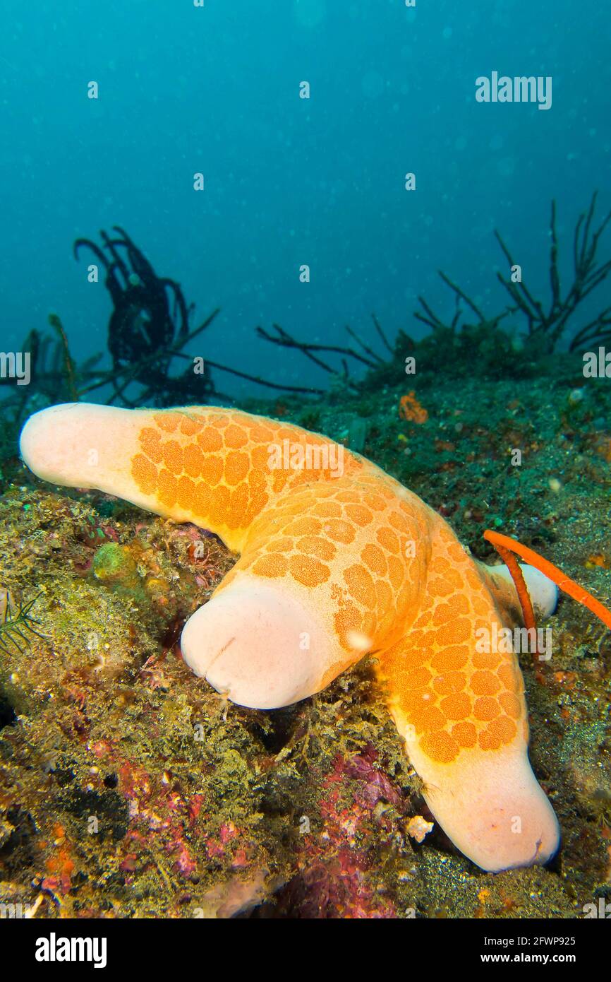 Granular Sea Star, Choriascer granulatus, Starfish, Lembeh, North ...
