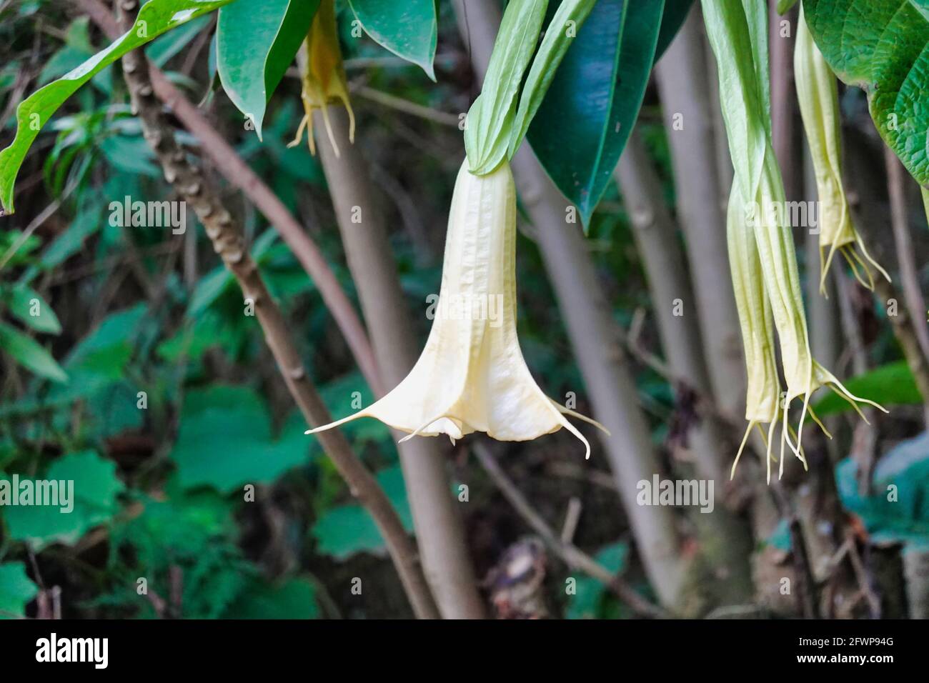 Angels trumpets hi-res stock photography and images - Alamy