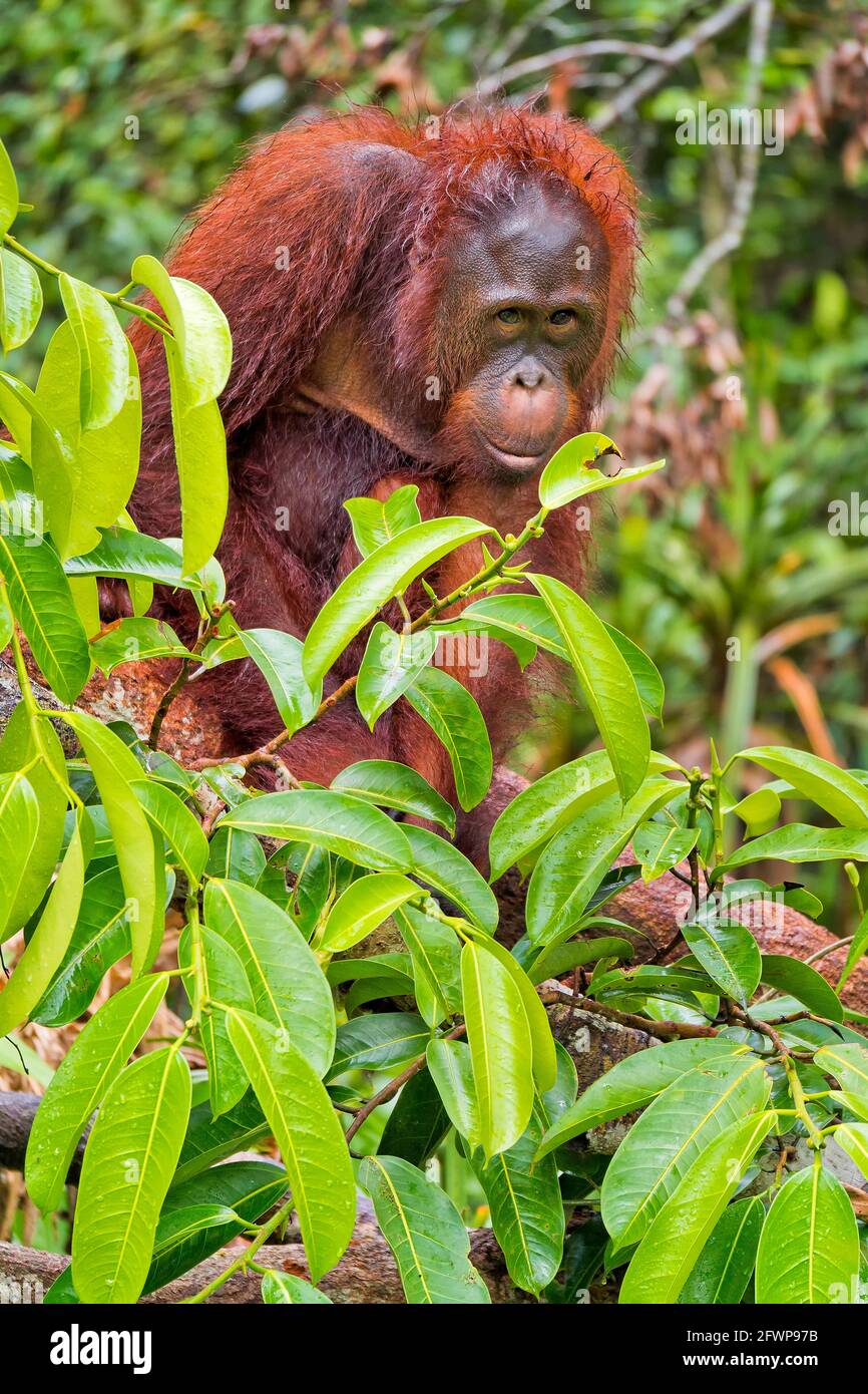 Orangutan, Pongo pygmaeus, Tanjung Puting National Park, Borneo ...