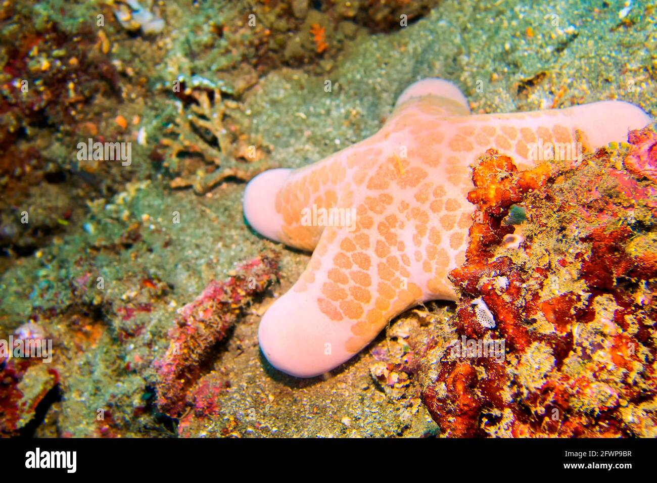 Granular sea star hi-res stock photography and images - Alamy
