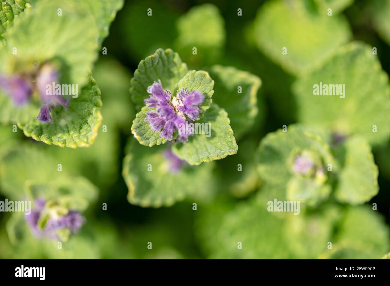 Blue Nepeta High Resolution Stock Photography and Images - Alamy
