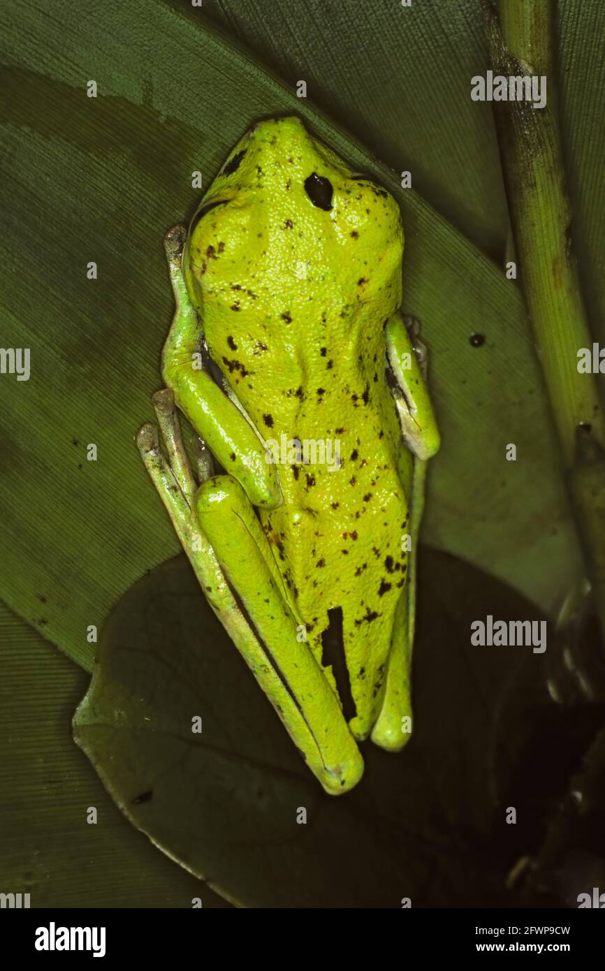 Lemur Frog Pimilomedusa lemur Monteverde Costa Rica RE000099 Stock ...