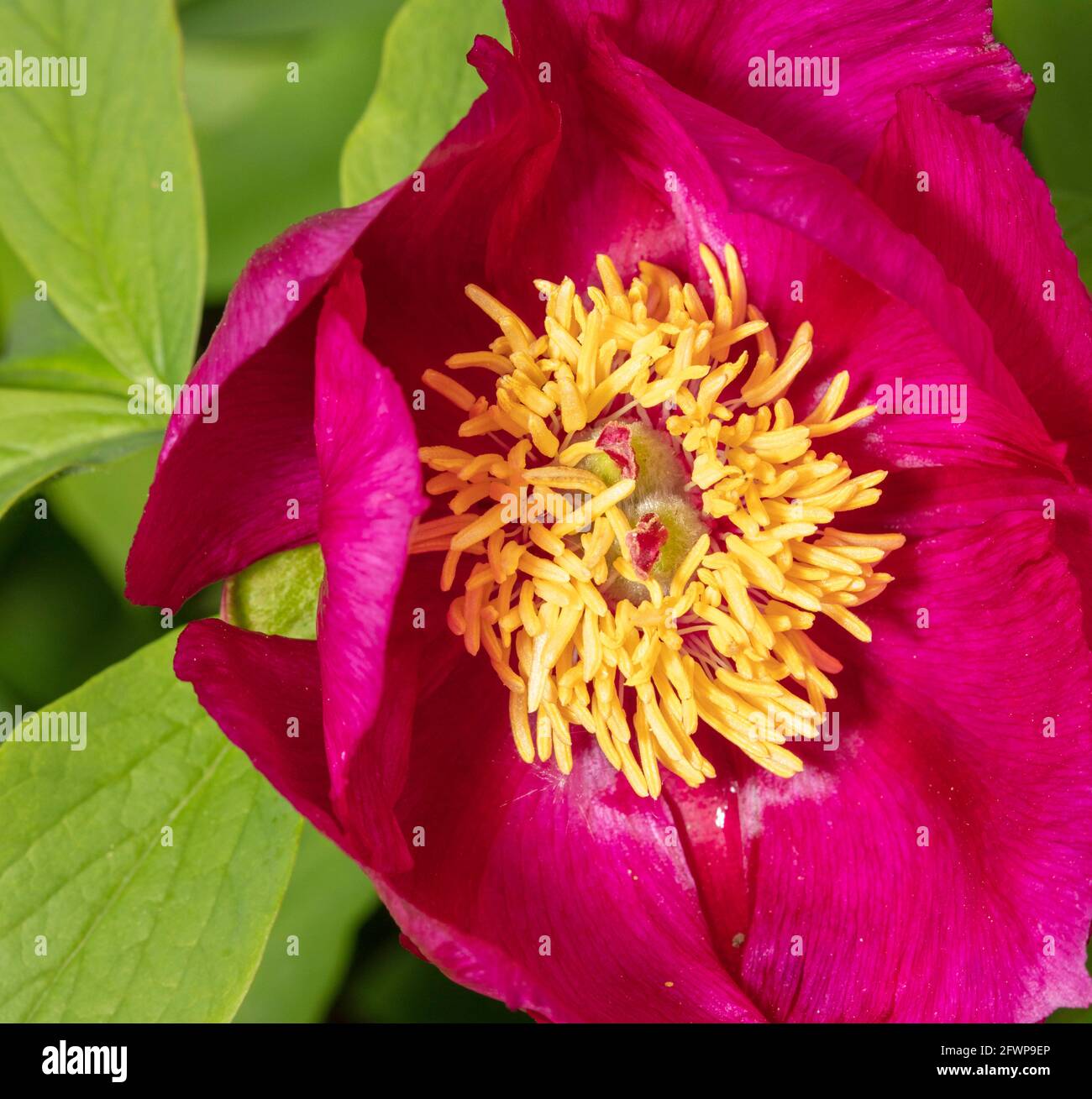 Paeonia officinalis subsp. microcarpa Stock Photo - Alamy