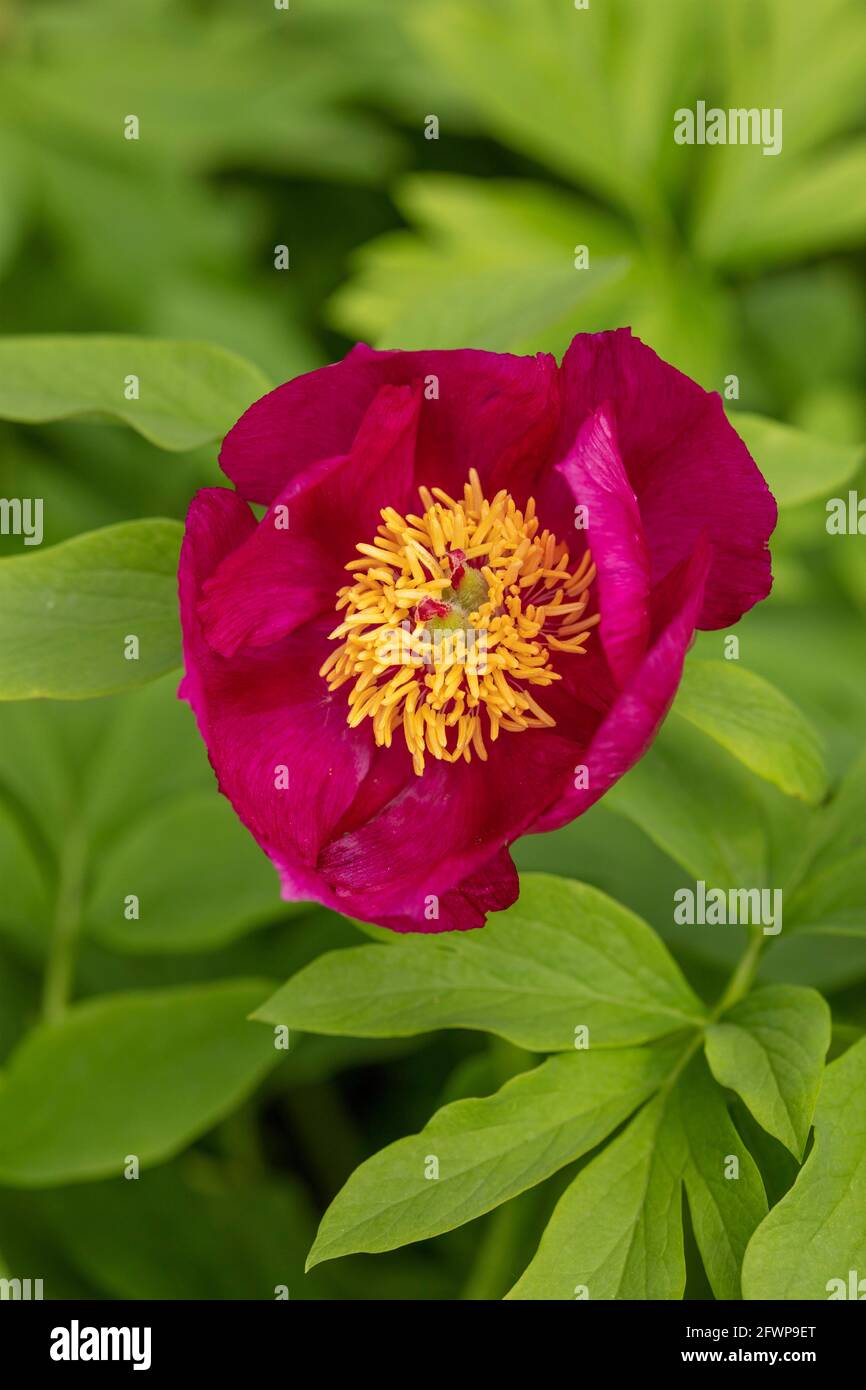 Paeonia officinalis subsp. microcarpa Stock Photo - Alamy