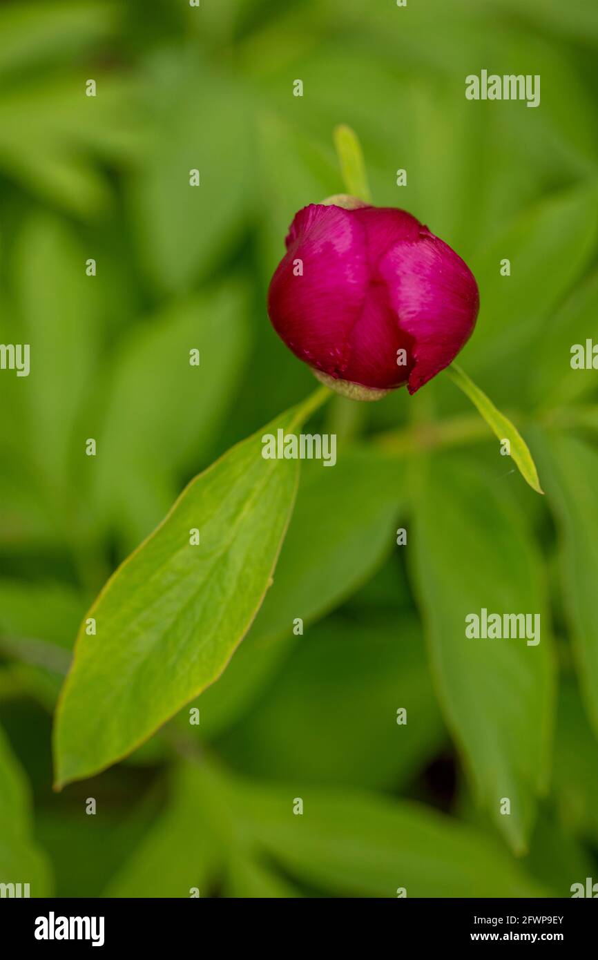Paeonia officinalis subsp. microcarpa Stock Photo - Alamy
