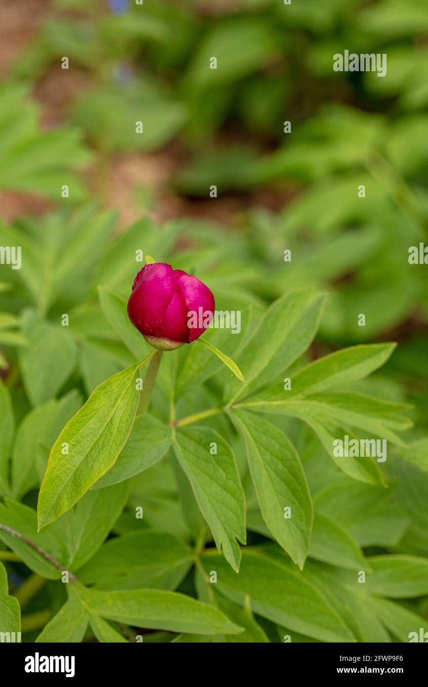 Paeonia officinalis subsp. microcarpa Stock Photo - Alamy