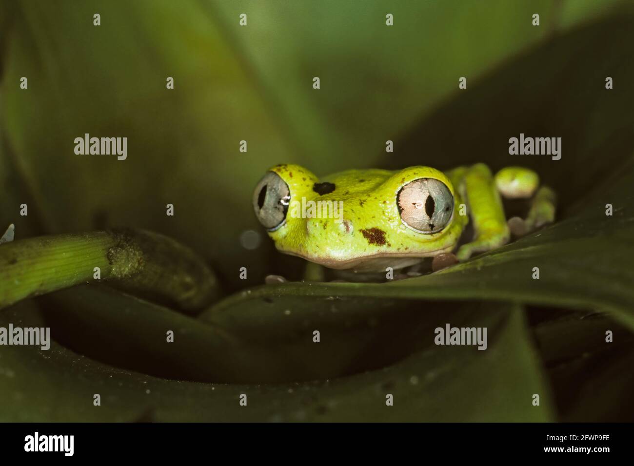 Lemur Frog Pimilomedusa lemur Monteverde Costa Rica RE000100 Stock ...