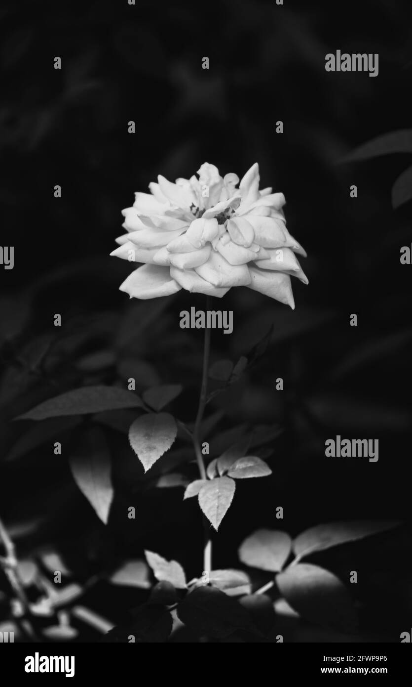 Purple rose bouquet Black and White Stock Photos & Images - Alamy