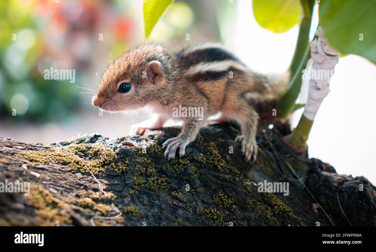 Cute Baby Indian Squirrels
