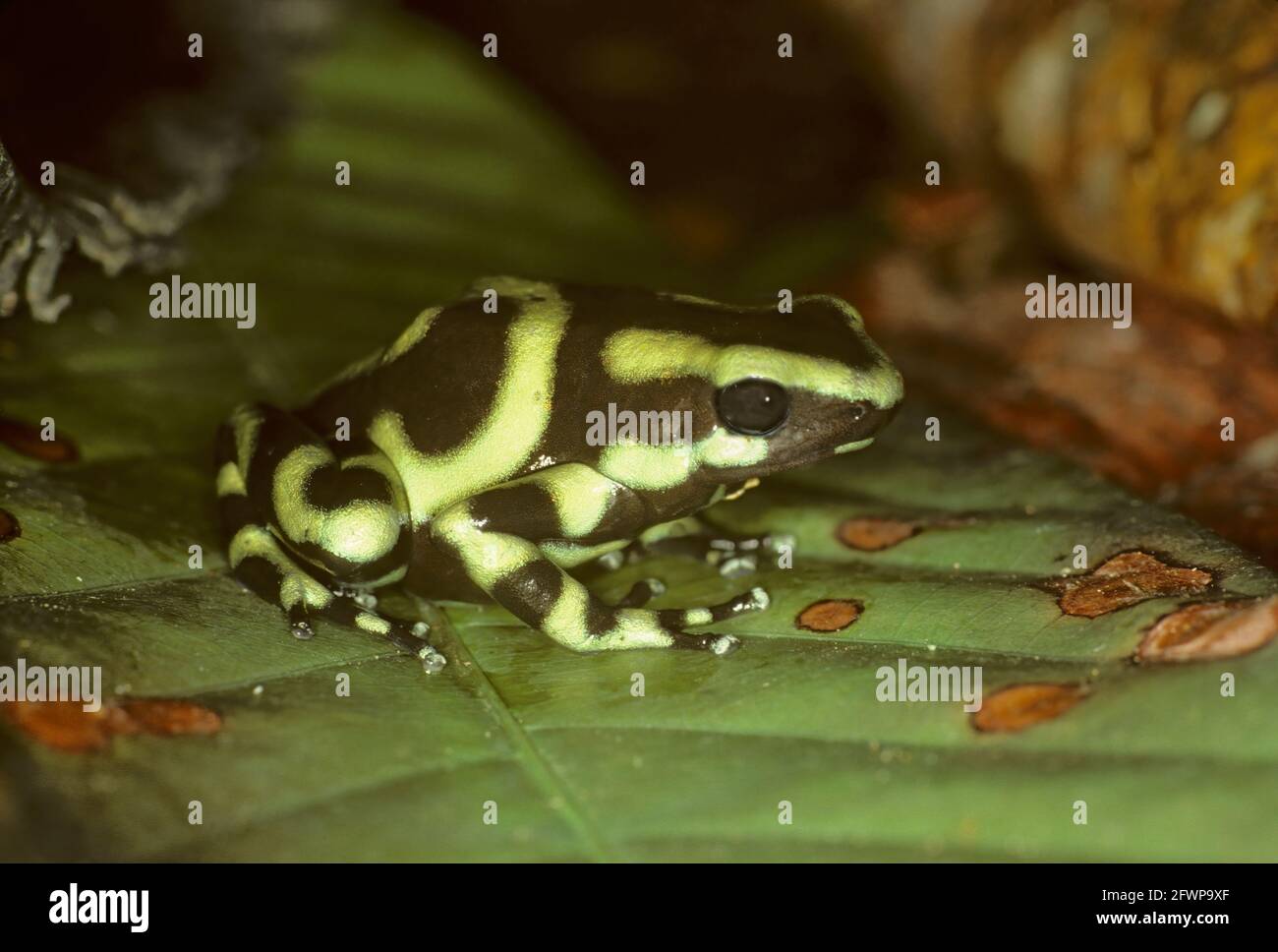 Turquoise and Black Poison Dart Frog Dendrobatus auratus Monteverde ...