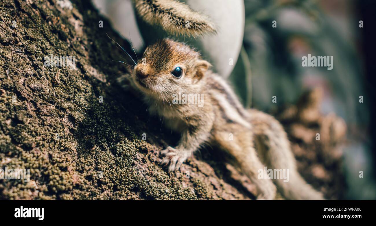 Cute Baby Squirrel