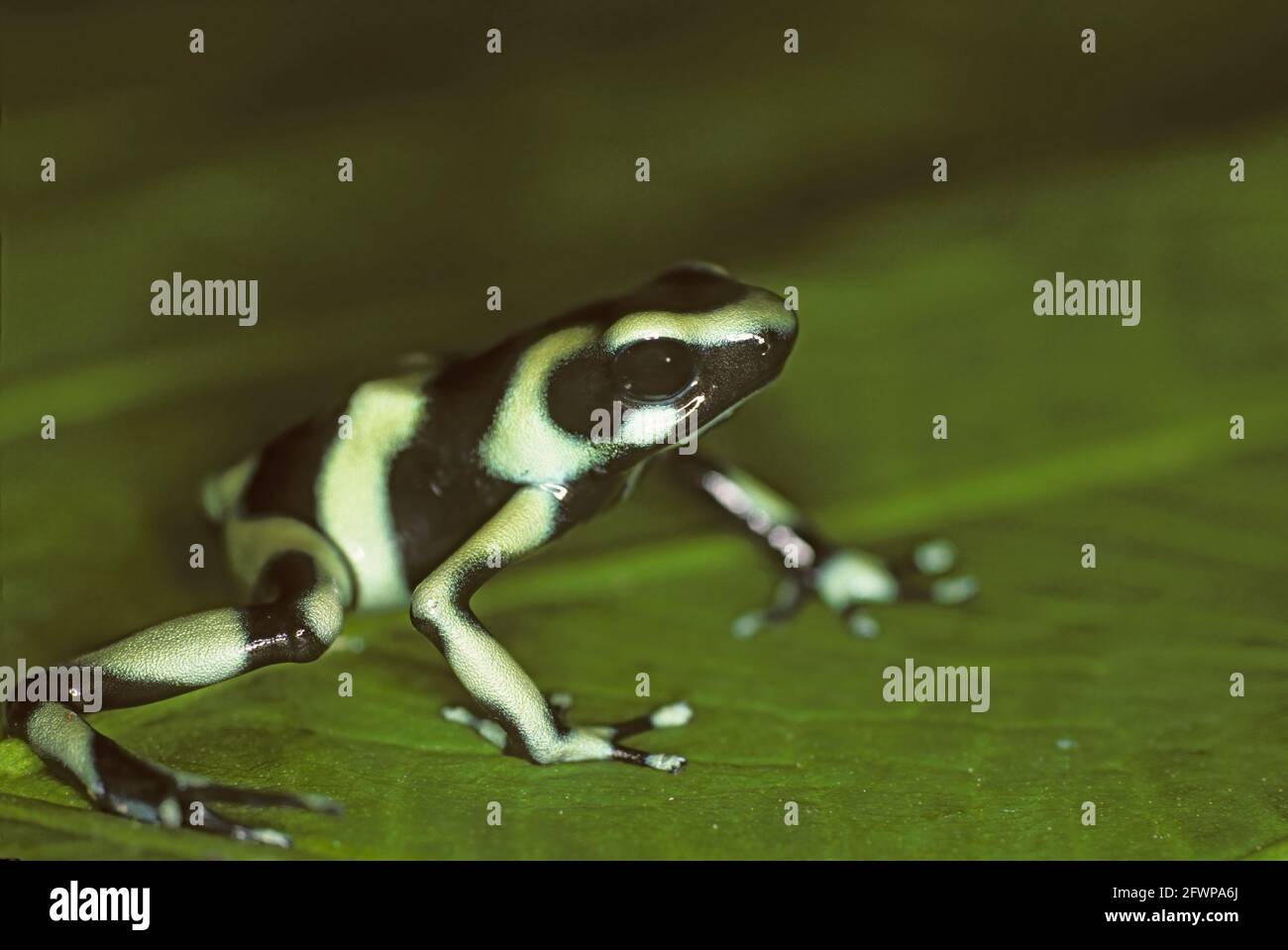 Turquoise and Black Poison Dart Frog Dendrobatus auratus Monteverde ...