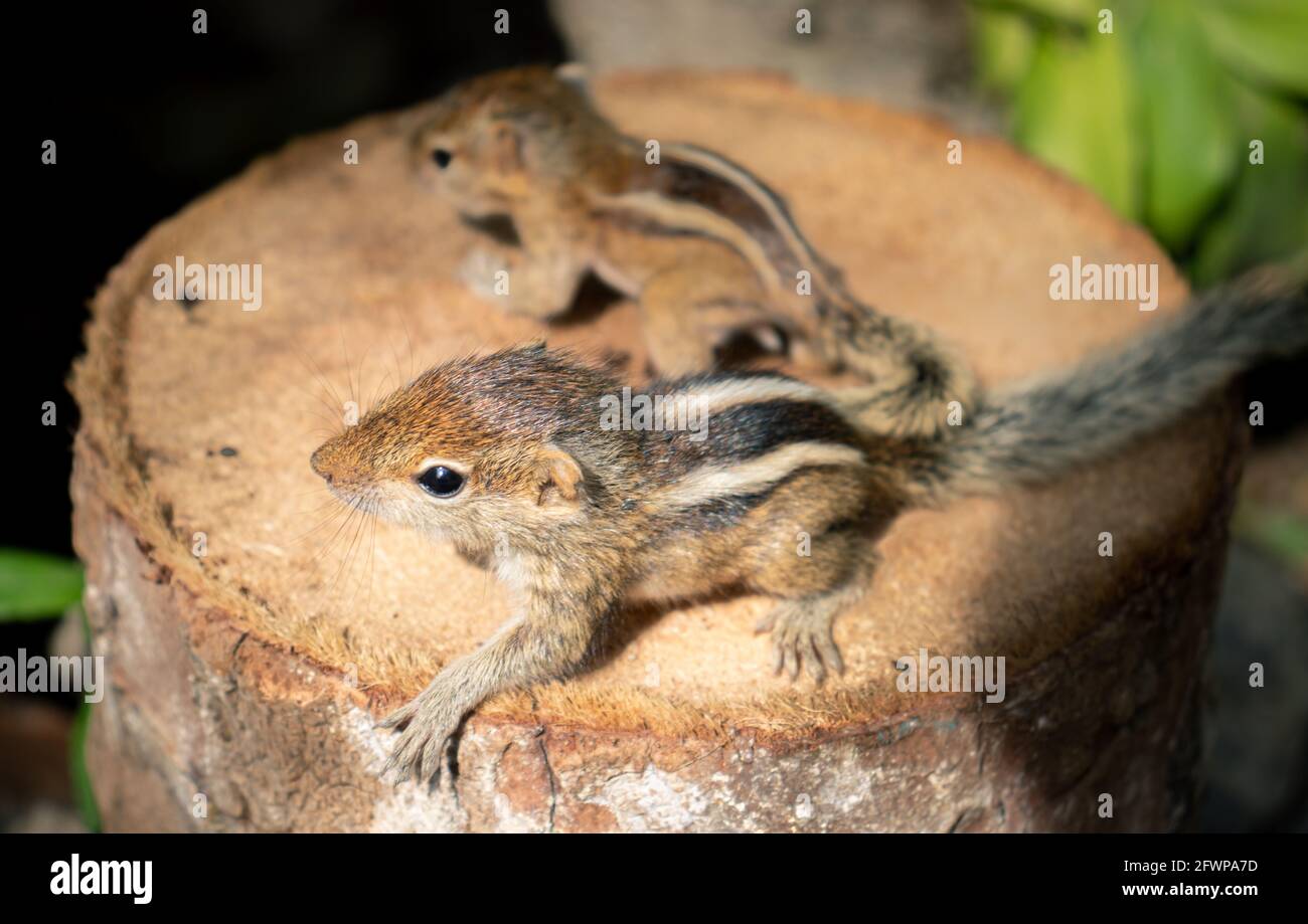 Cute and orphan squirrel baby siblings wander on top of a cut-down tree ...