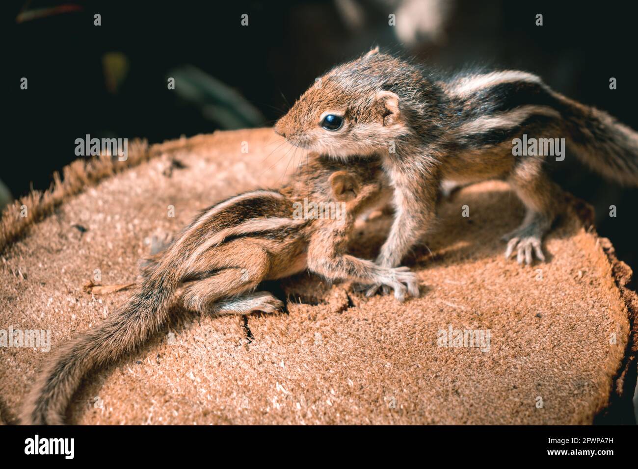 Cute and orphan squirrel baby siblings wander on top of a cut-down tree ...