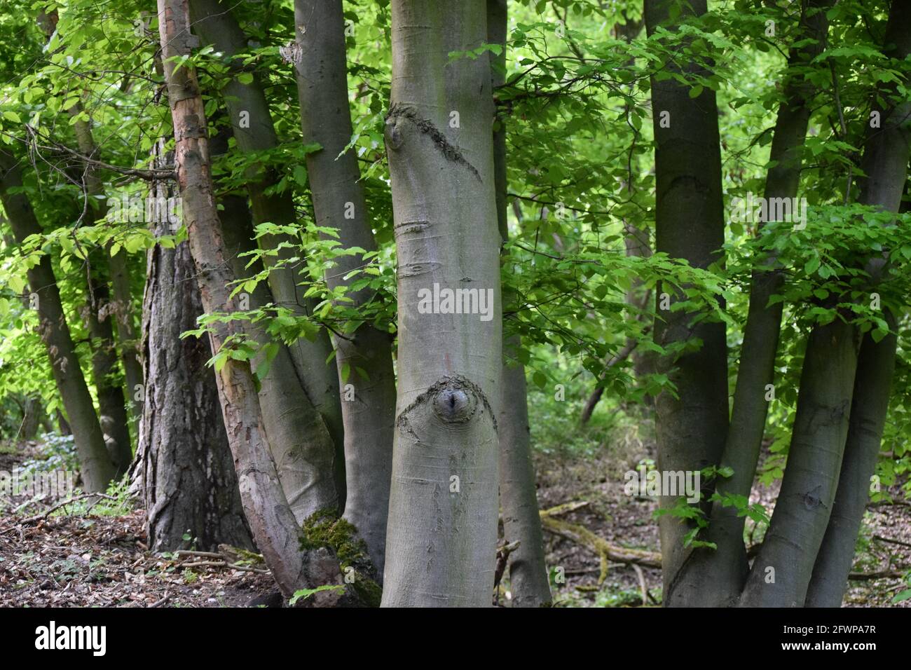Tree eyes of a Beech Stock Photo - Alamy