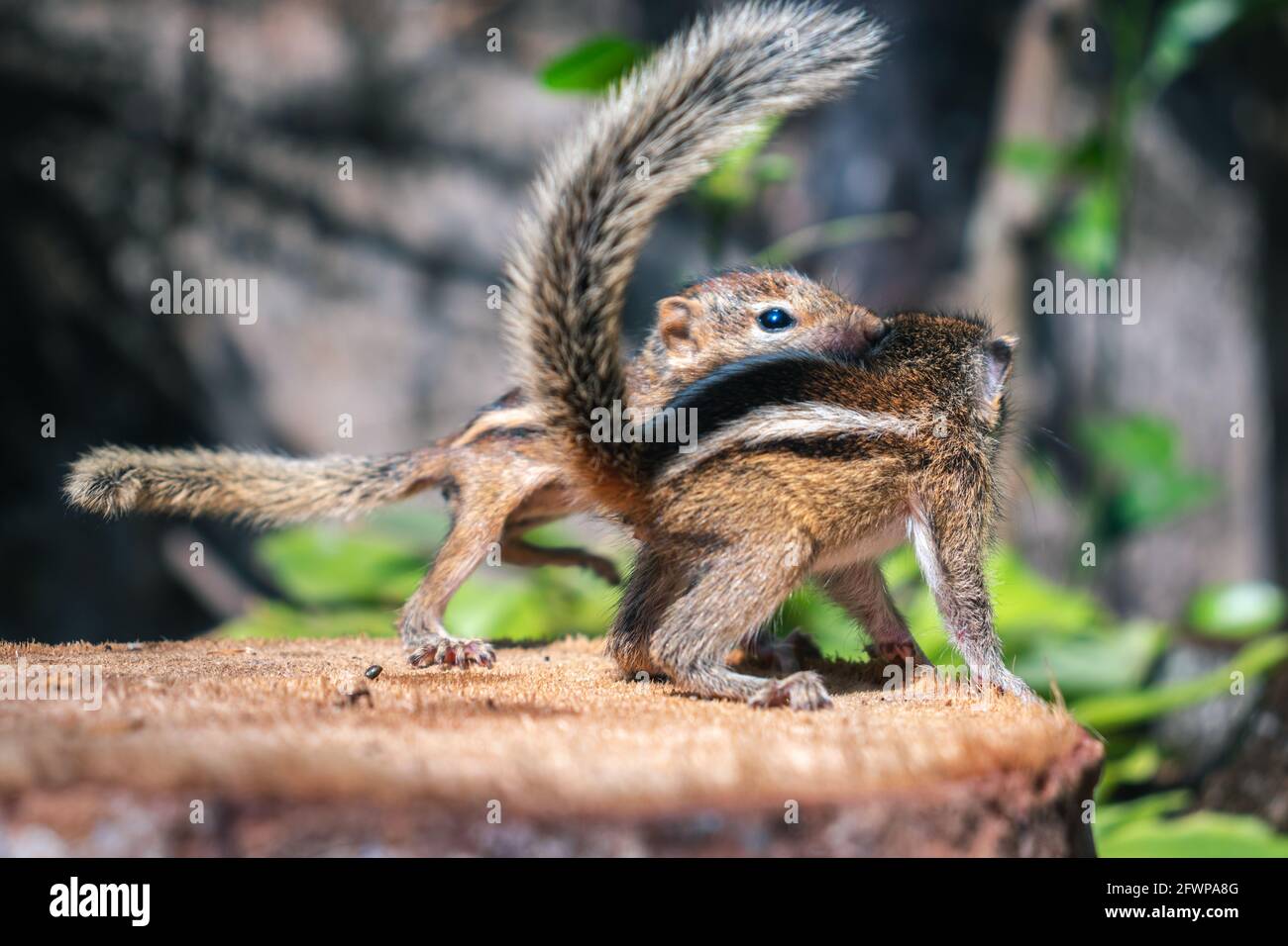 Small Pet Squirrels playing together outside, cute and adorable orphan ...