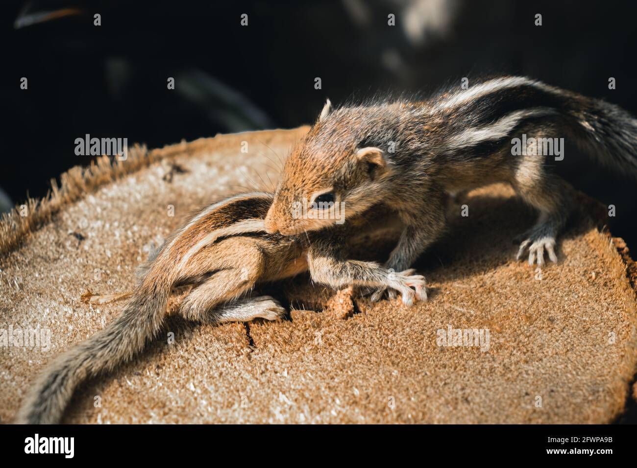 Cute and orphan squirrel baby siblings wander on top of a cut-down tree ...