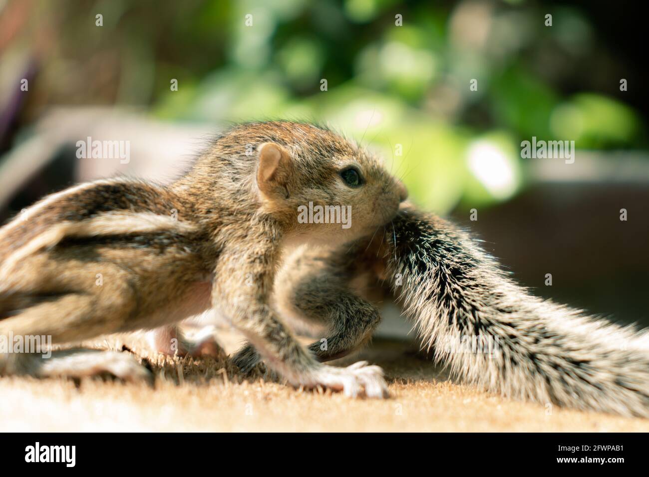 Cute and orphan squirrel baby siblings wander on top of a cut-down tree ...