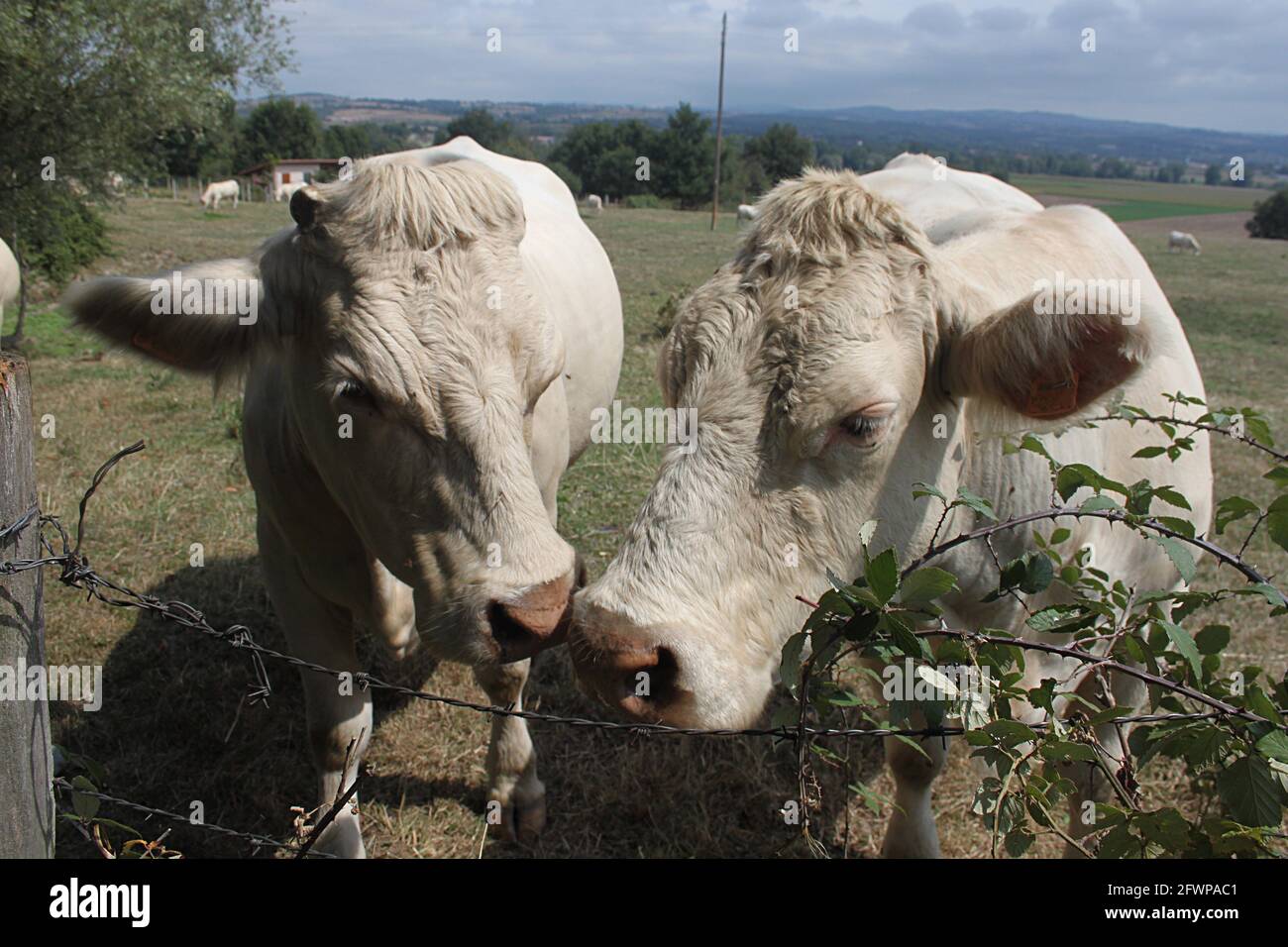 Meat cattle hi-res stock photography and images - Alamy