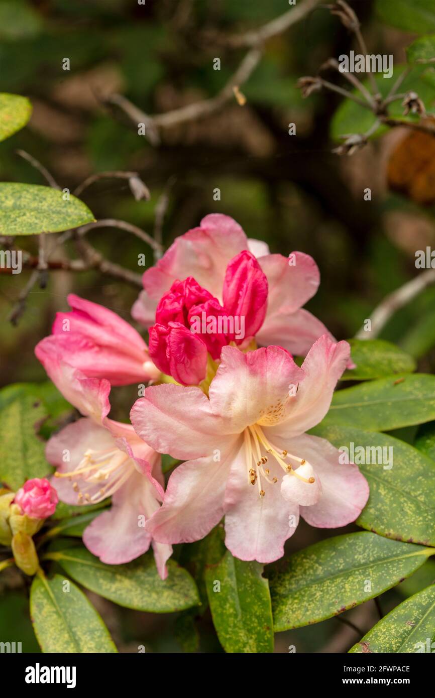 Rhododendron percy wiseman hi-res stock photography and images - Alamy