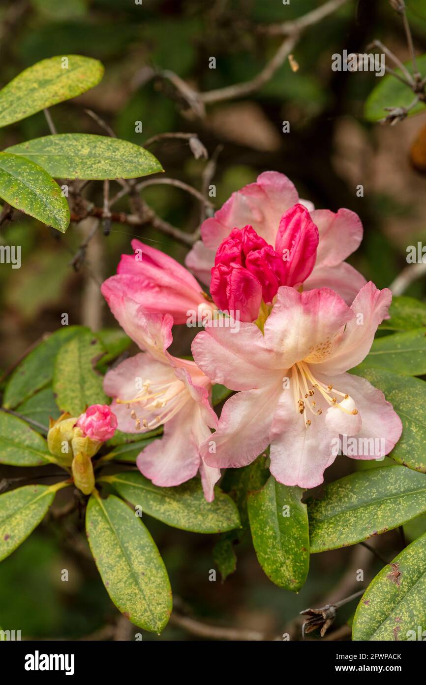 Rhododendron percy wiseman hi-res stock photography and images - Alamy