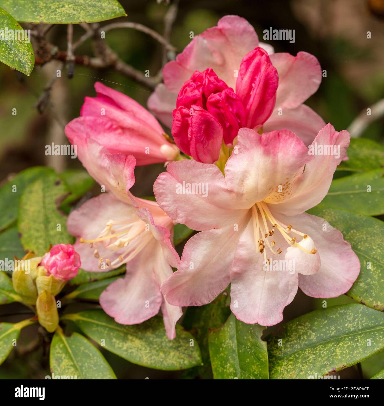 Rhododendron – Percy Wiseman, close-up natural flower portrait Stock ...