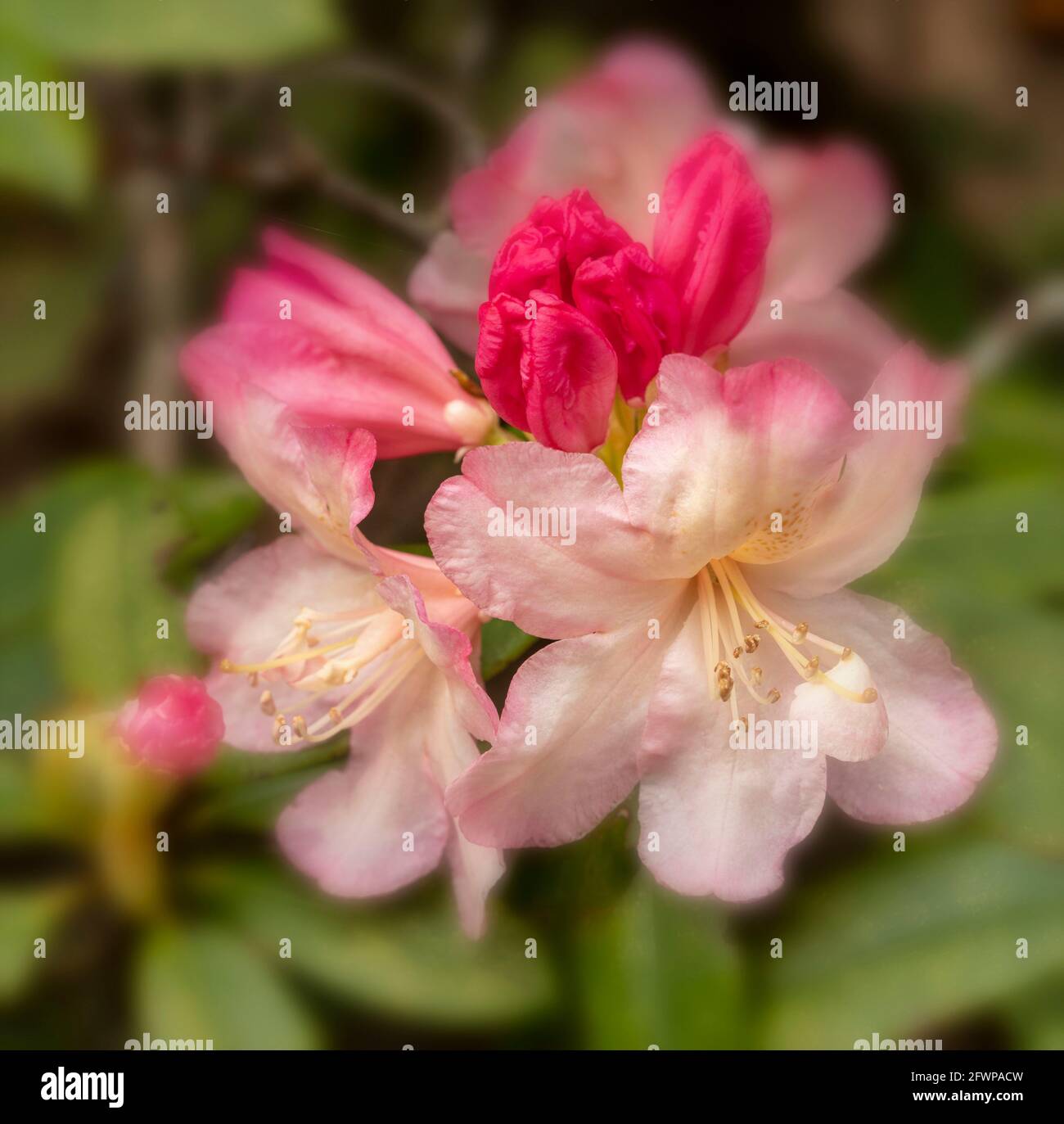 Rhododendron percy wiseman hi-res stock photography and images - Alamy