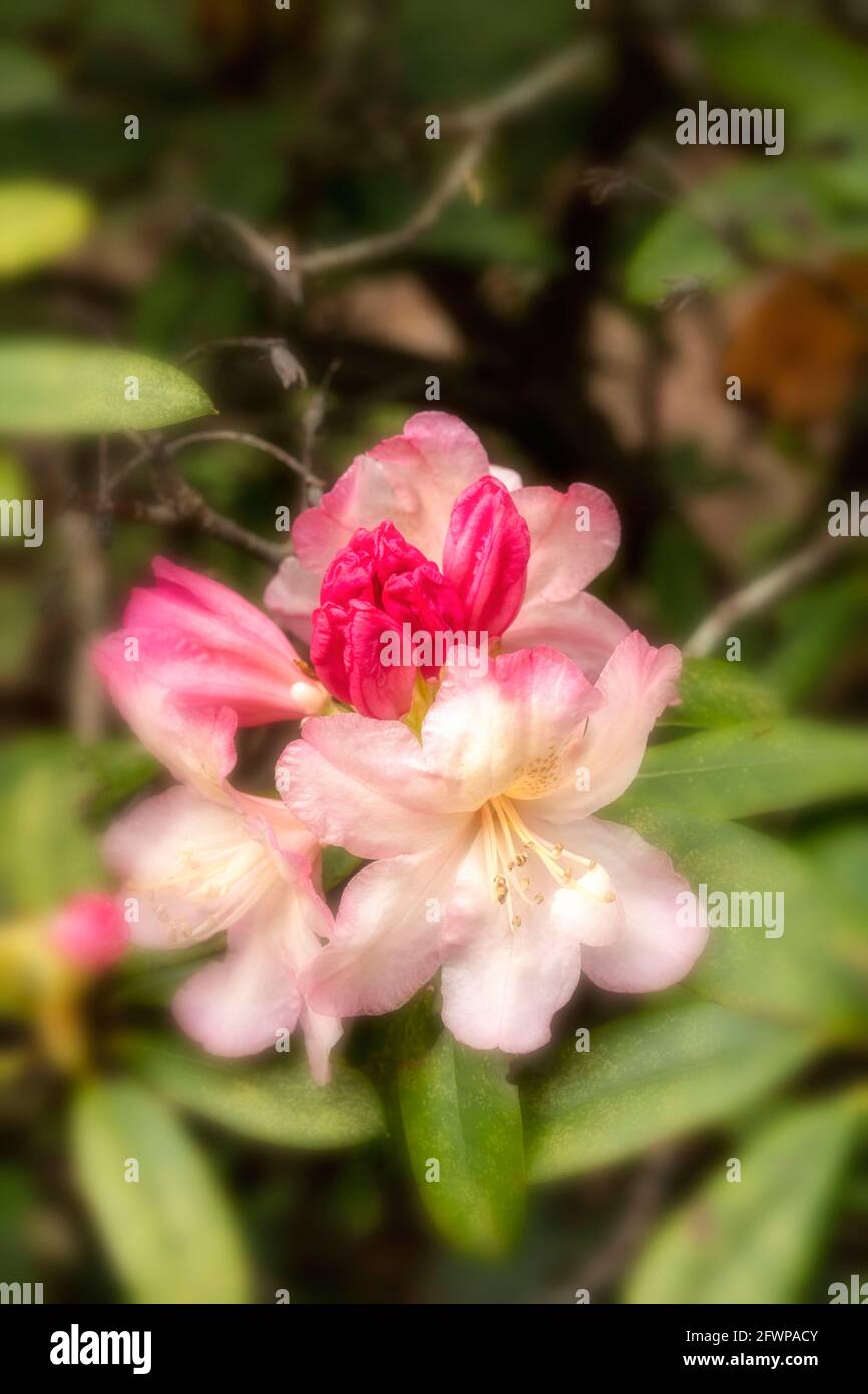 Rhododendron – Percy Wiseman, close-up natural flower portrait Stock ...