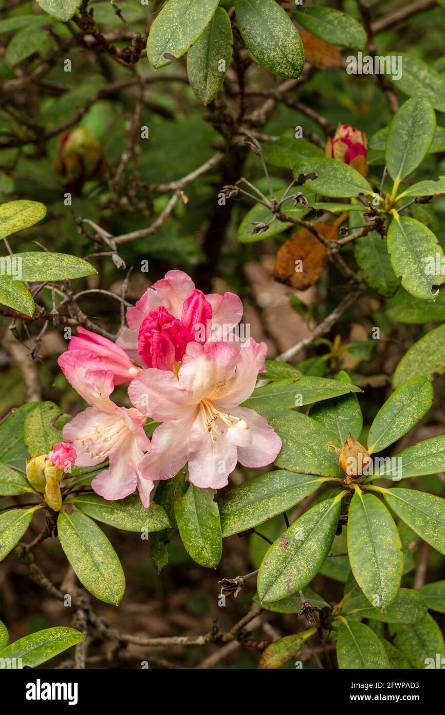 Rhododendron percy wiseman hi-res stock photography and images - Alamy