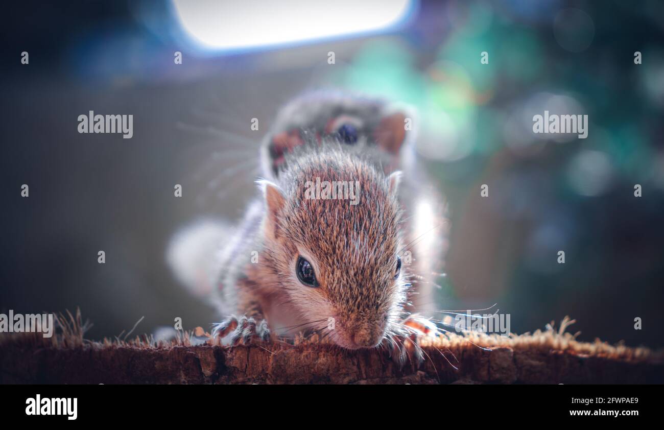 Small sibling squirrel baby rides big brothers back, cute adorable ...