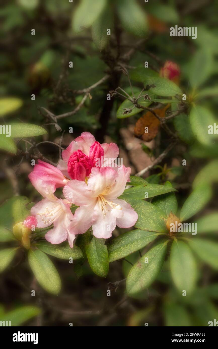 Rhododendron – Percy Wiseman, close-up natural flower portrait Stock ...