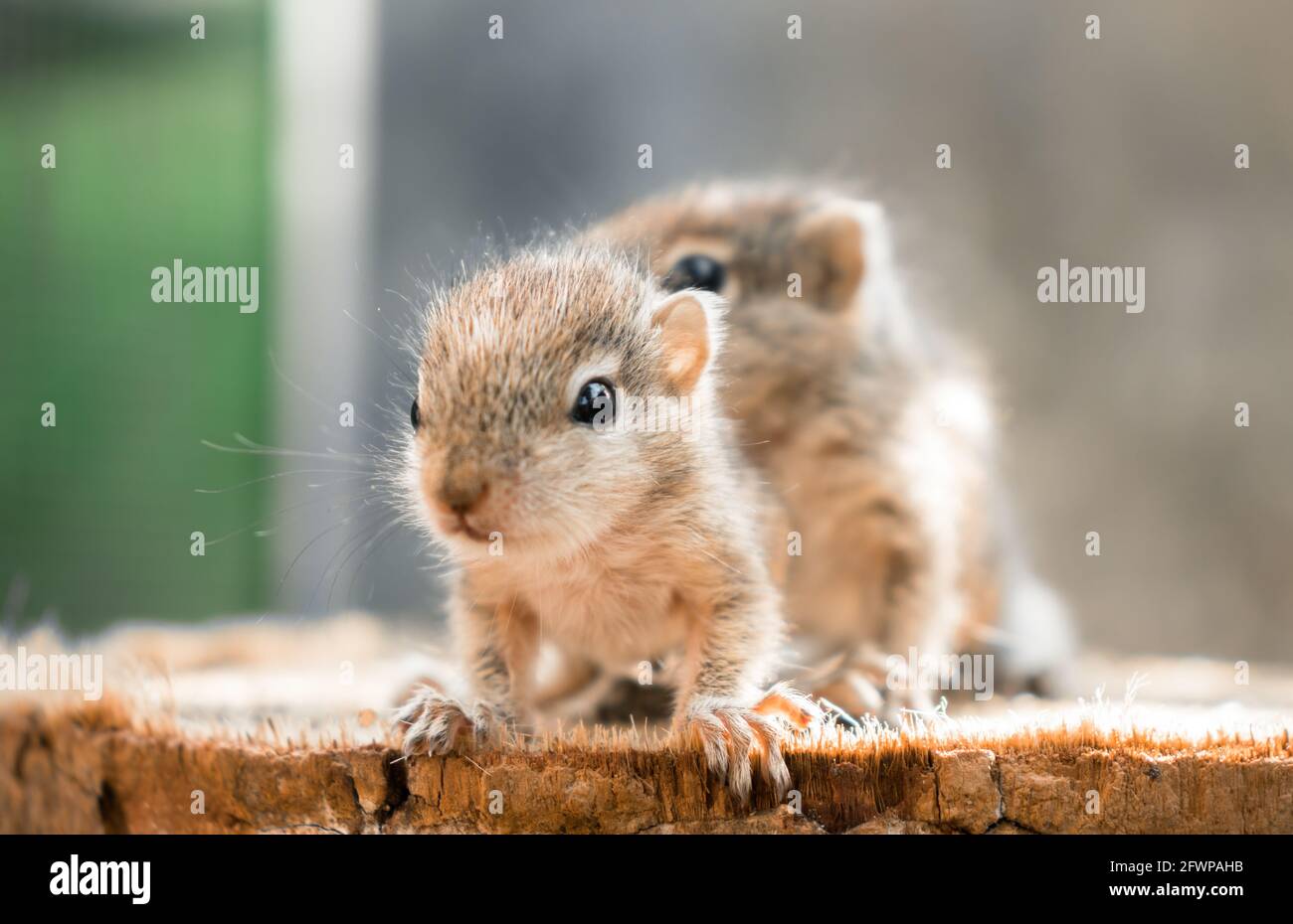 Small Squirrels lost in the wild, cute and adorable newborn orphan ...
