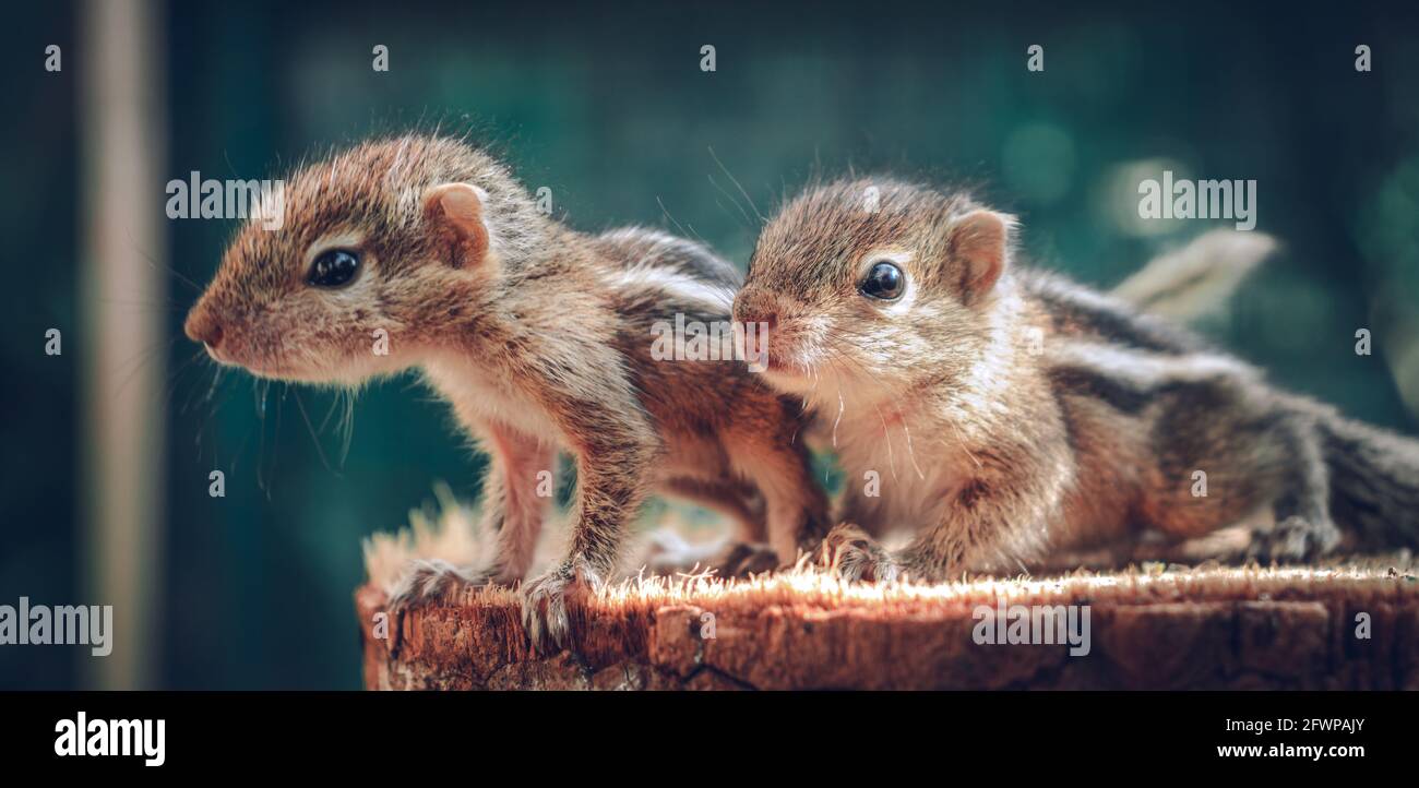 Cute Baby Indian Squirrels