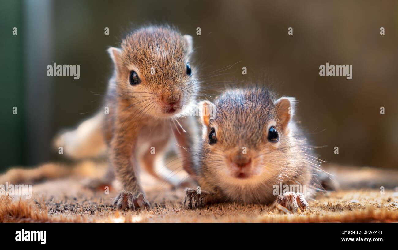 Small Squirrels lost in the wild, cute and adorable orphan squirrel ...