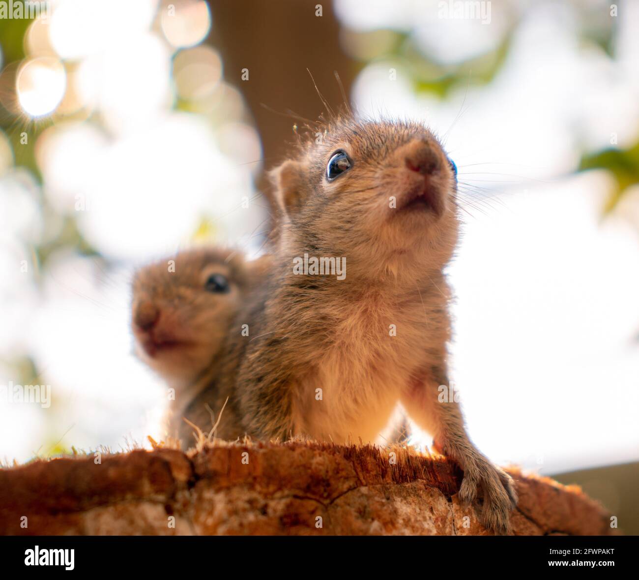 Small sibling squirrel baby rides big brothers back, cute adorable ...