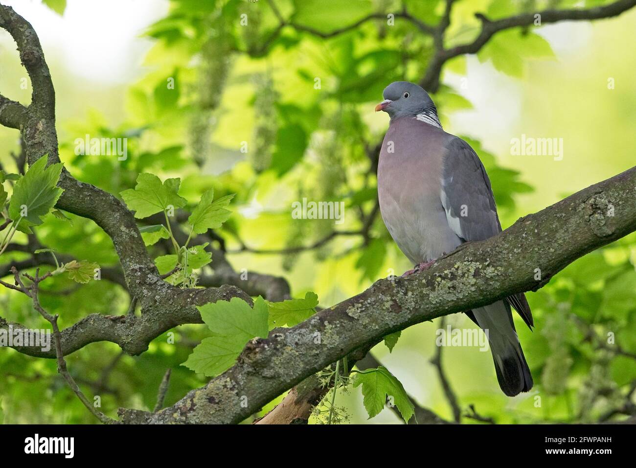 Pigeons perches hi-res stock photography and images - Alamy