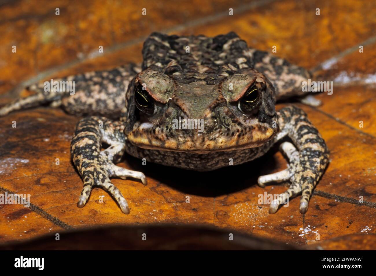 Cane Toad Bufo marinus Manu Region, Peru RE000112 Stock Photo - Alamy
