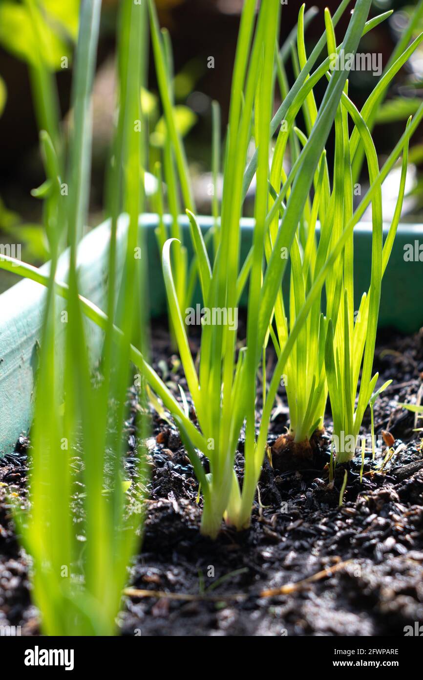 Spring onion seedlings hi-res stock photography and images - Alamy