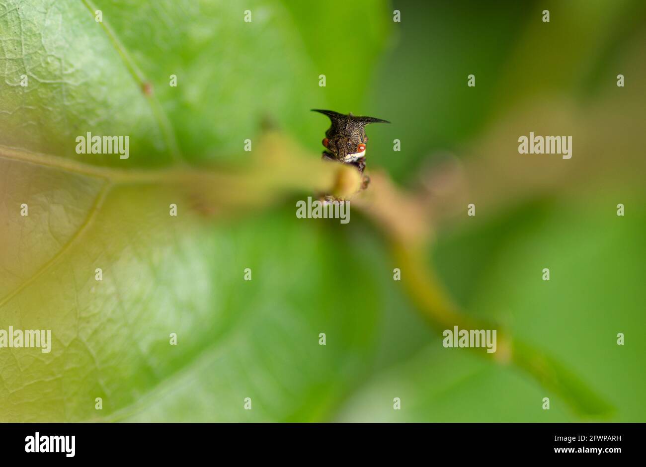 Ugly and creepy-looking bug holding on to a plant stem close-up macro ...