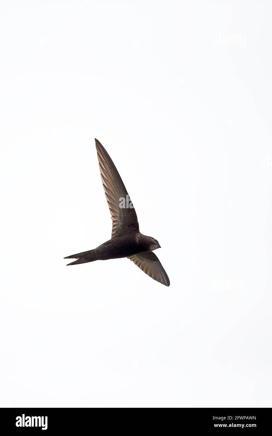 Common Swift (Apus apus) flying Stock Photo - Alamy