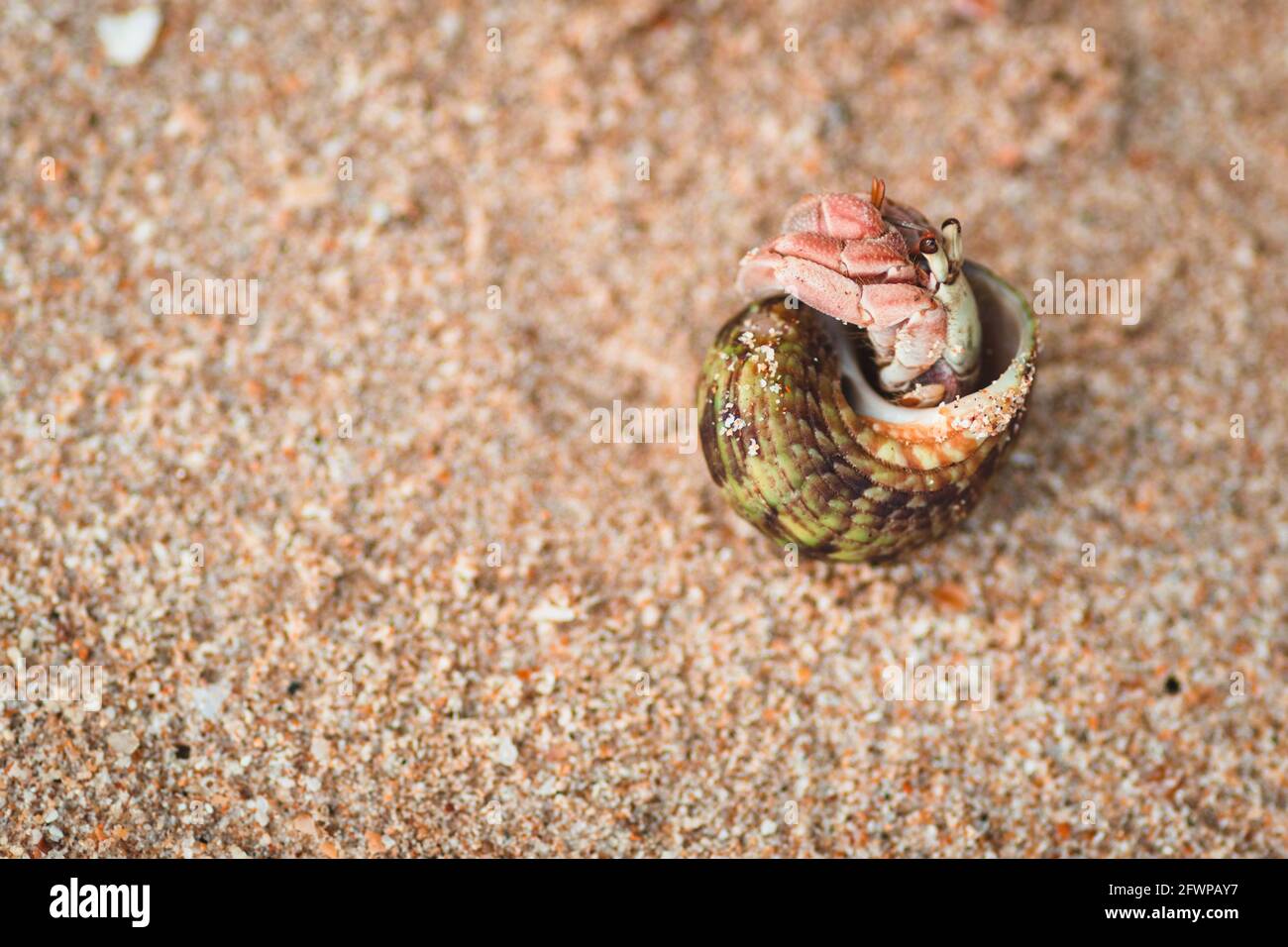 Hermit crab in spiral shell hi-res stock photography and images - Alamy
