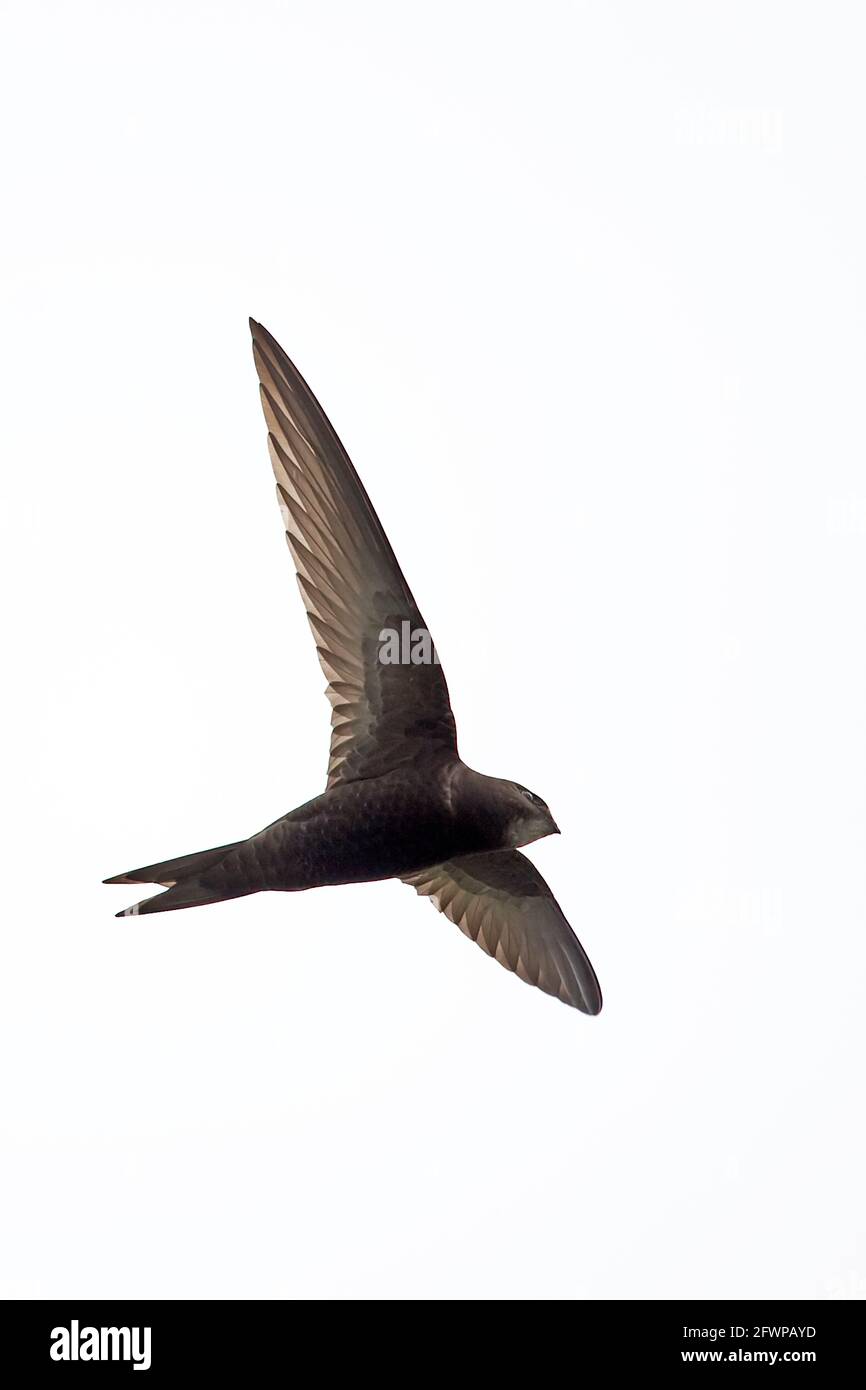 Common Swift (Apus apus) flying Stock Photo - Alamy