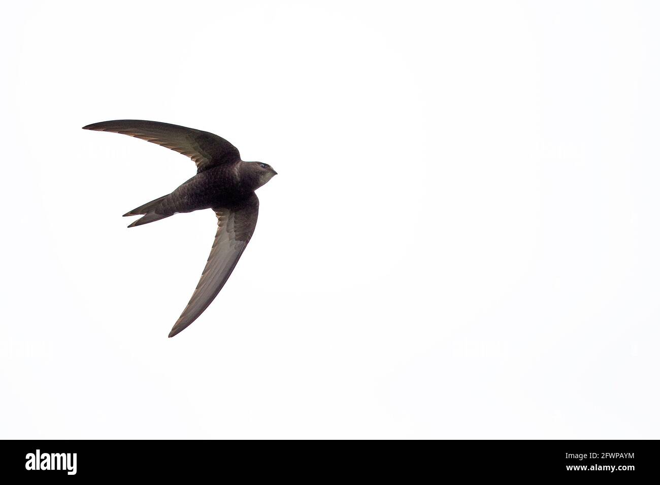 Common Swift (Apus apus) flying Stock Photo - Alamy