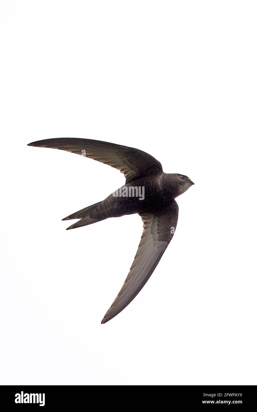 Common Swift (Apus apus) flying Stock Photo - Alamy