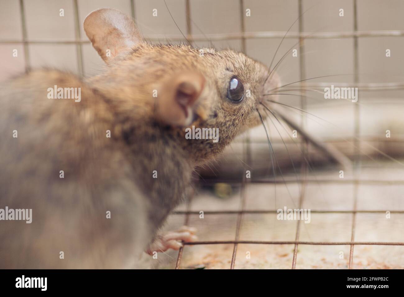 Laboratory rat hi-res stock photography and images - Alamy