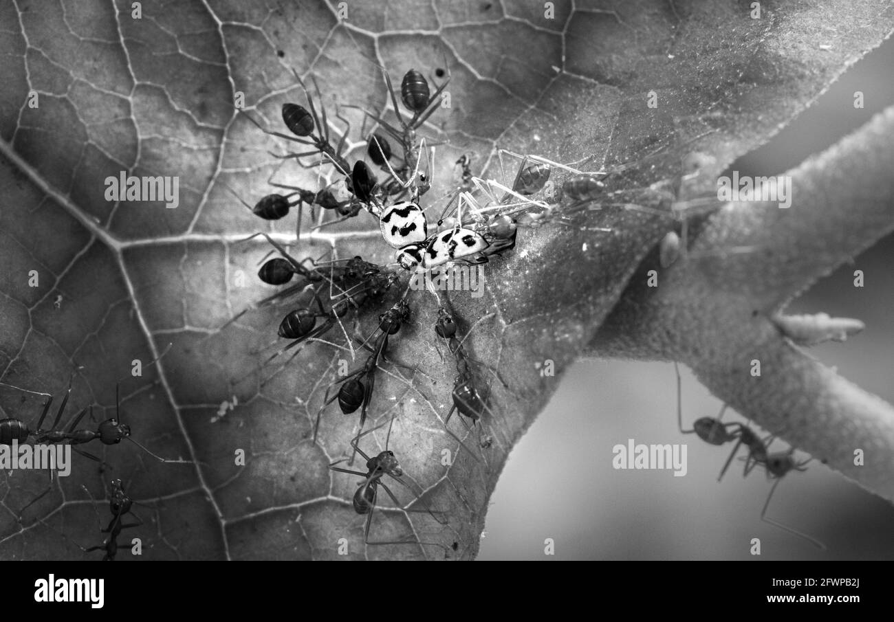 Weaver bug Black and White Stock Photos & Images - Alamy