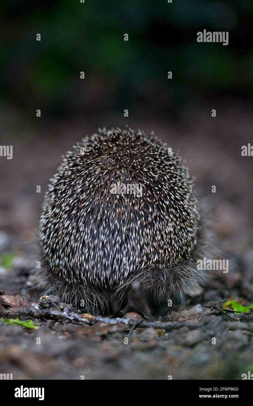 Erinaceus europaeus england hi-res stock photography and images - Alamy