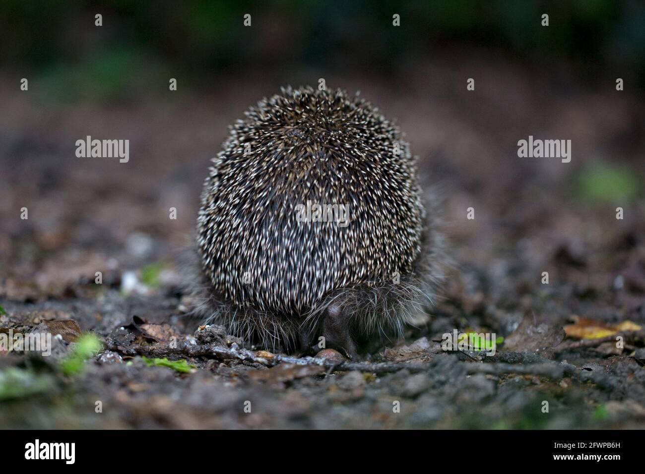 Erinaceus europaeus england hi-res stock photography and images - Alamy