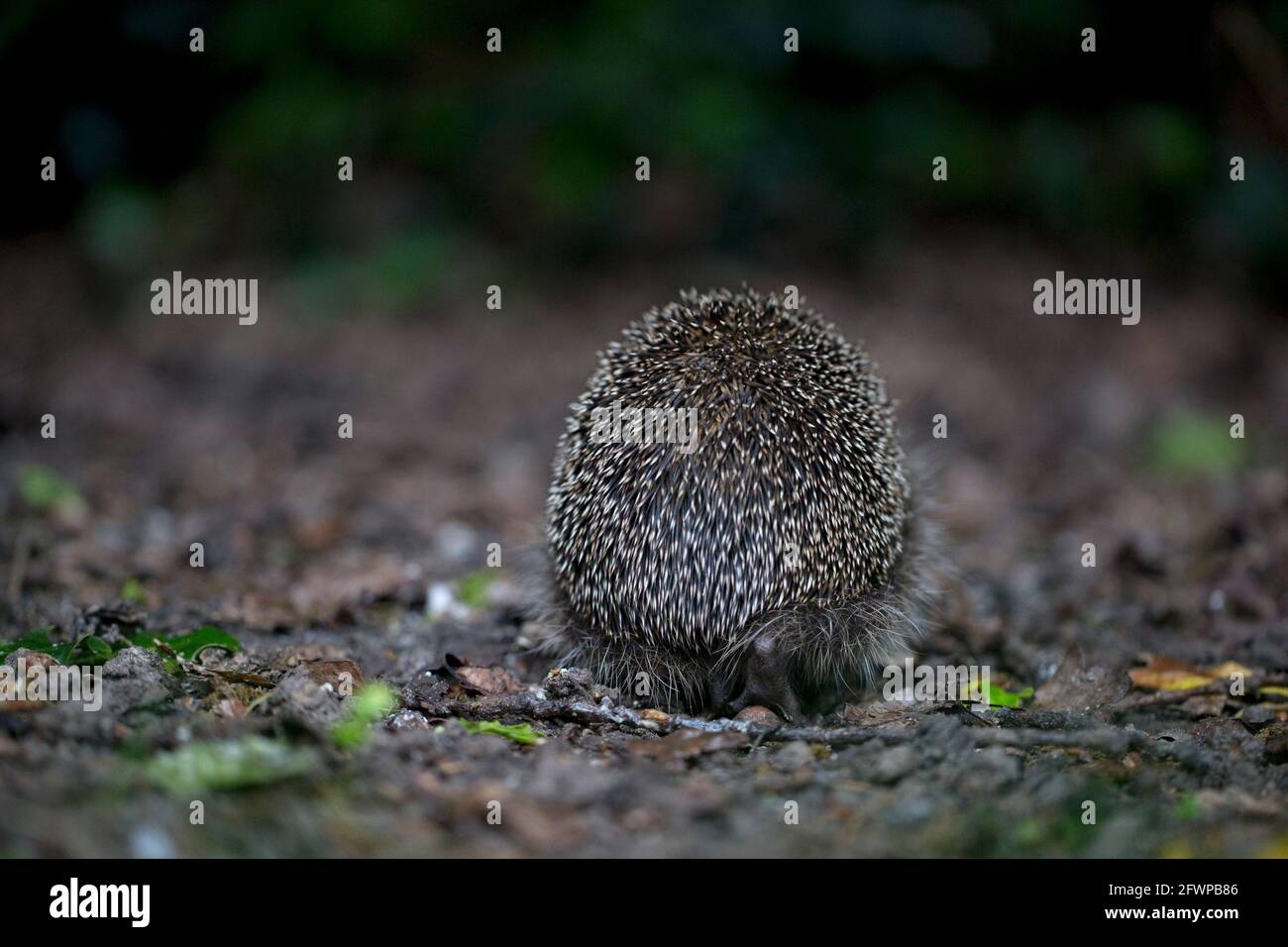 East european hedgehog hi-res stock photography and images - Alamy