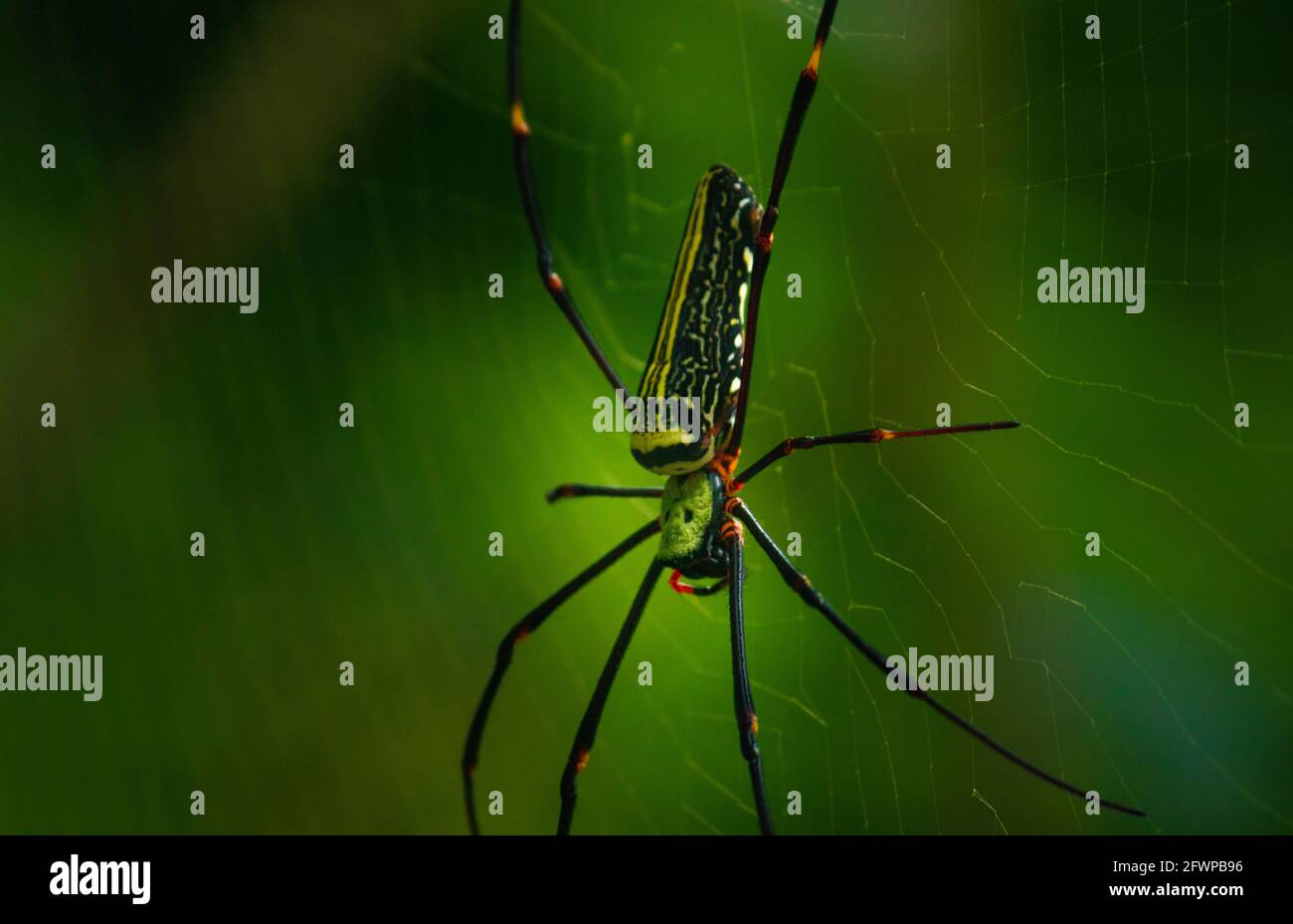 Scary insects hi-res stock photography and images - Alamy